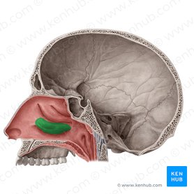 Nasal conchae: Anatomy, structure and function | Kenhub