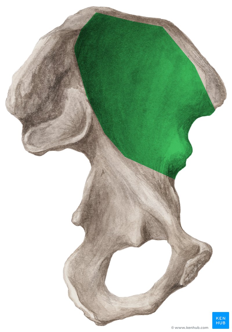 Iliac fossa: definition, structure and function | Kenhub