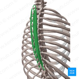 Músculo semi-espinhal do tórax: Anatomia e Função | Kenhub