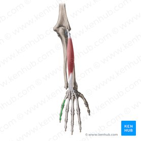 Abductor digiti minimi of hand: Origin, insertion, action | Kenhub