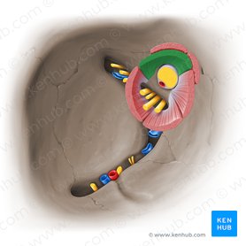 Superior rectus: Origin, insertion, innervation, function | Kenhub