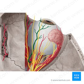 Supraorbital artery: Anatomy, branches, supply | Kenhub