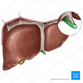 Liver anatomy | Kenhub