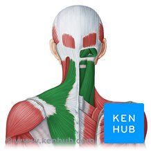 Posterior neck muscles: Anatomy and functions | Kenhub