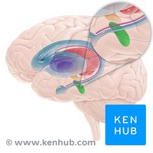 Substantia nigra: Anatomy, structure and function | Kenhub