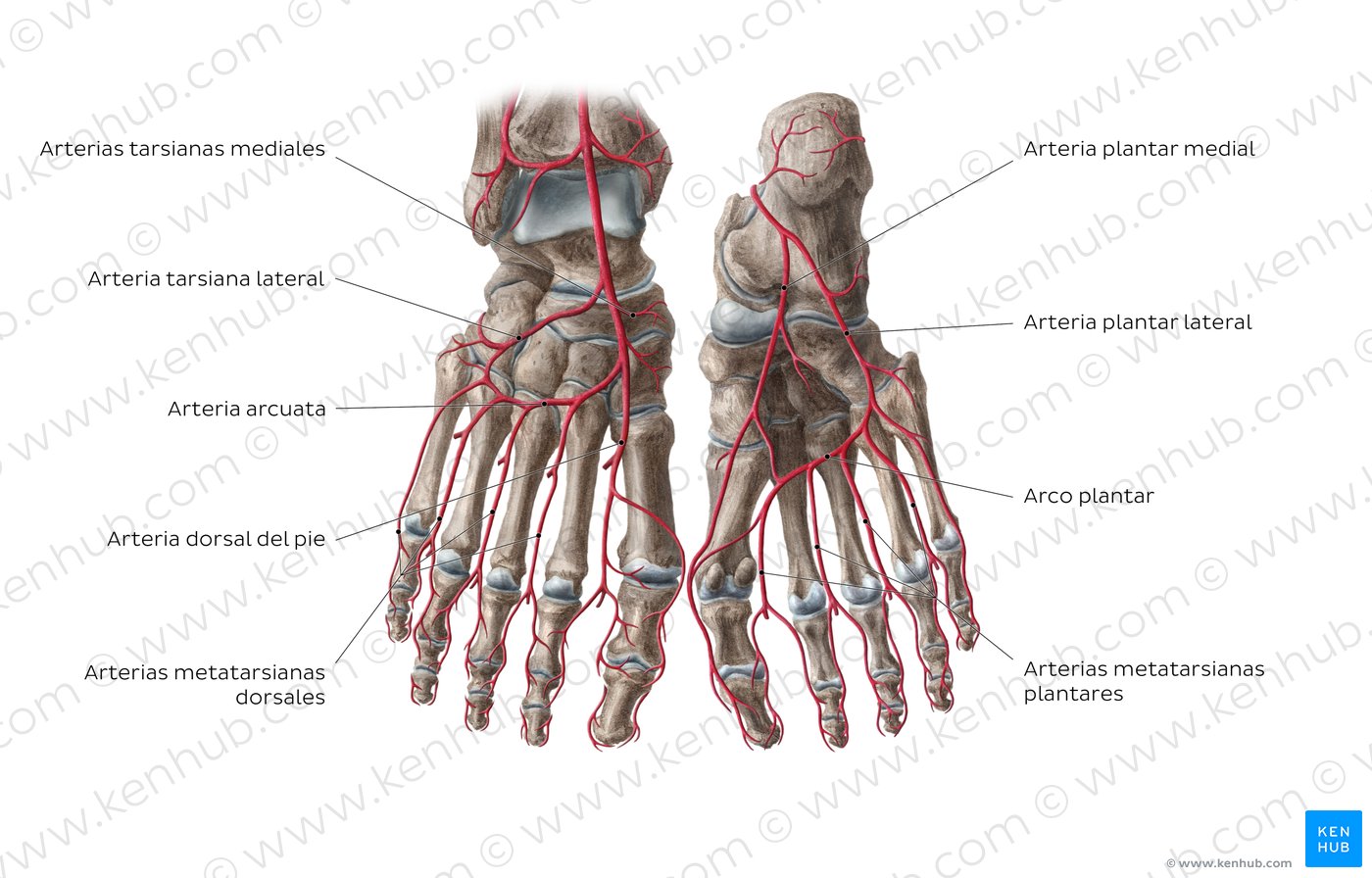 Extremidad inferior: Huesos, músculos, nervios, vasos | Kenhub