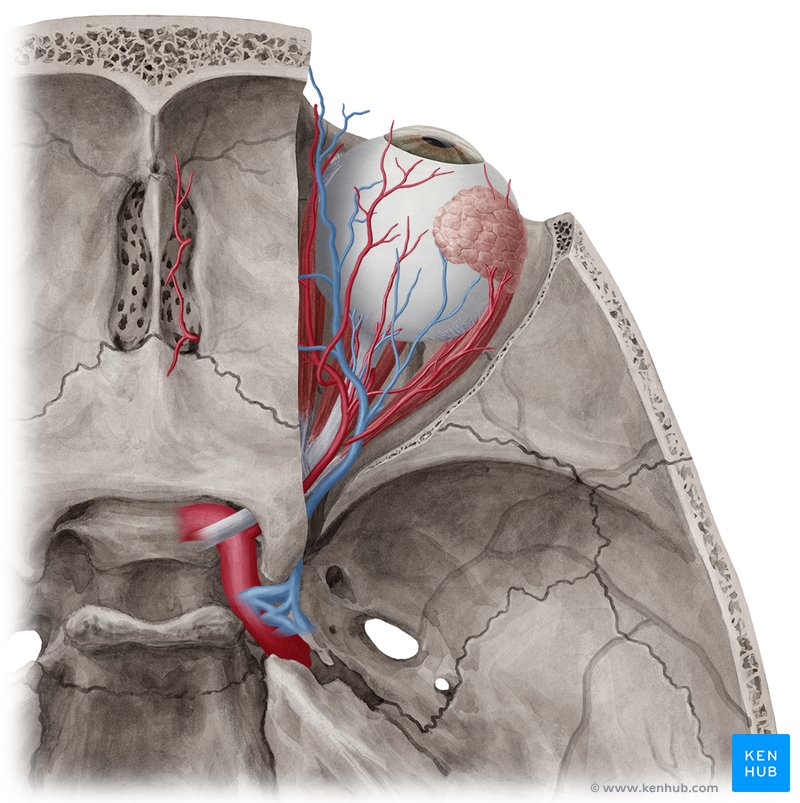 Arteries and veins of the orbit: Anatomy | Kenhub