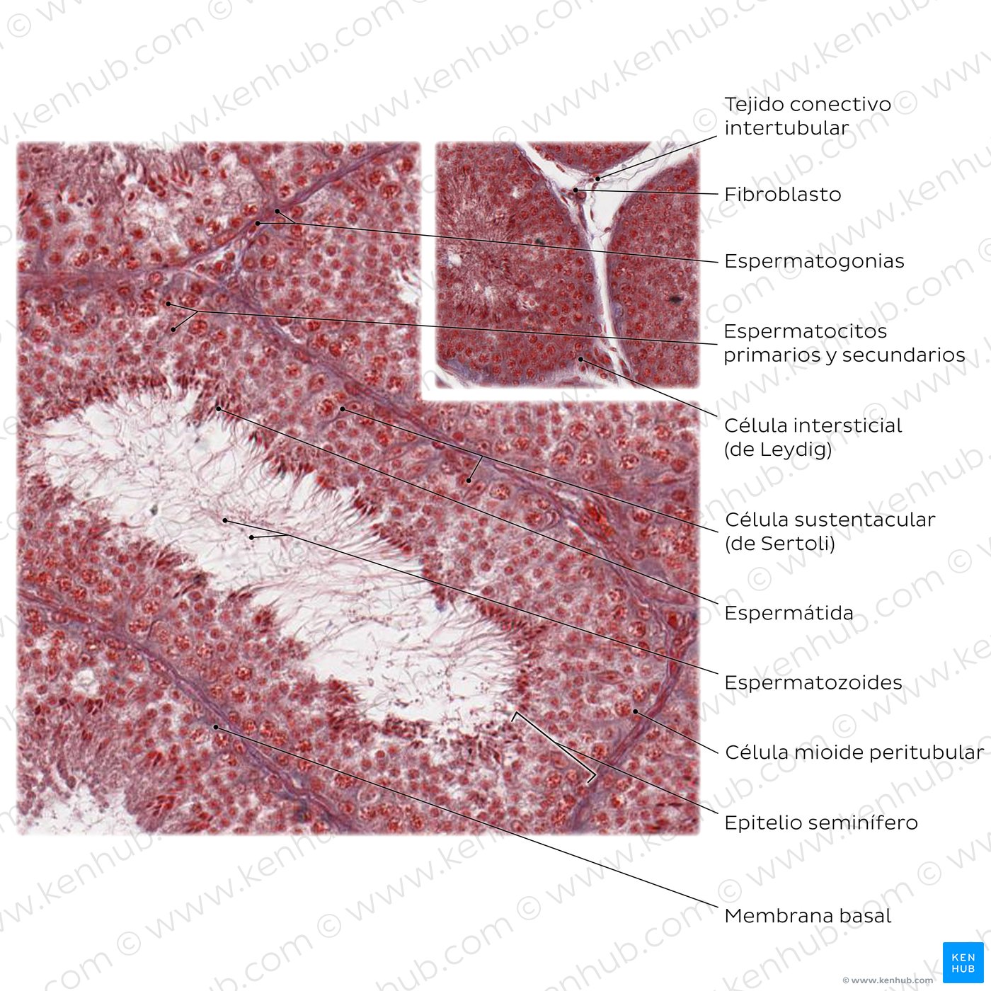 Testículos: Anatomía, estructura y funciones | Kenhub