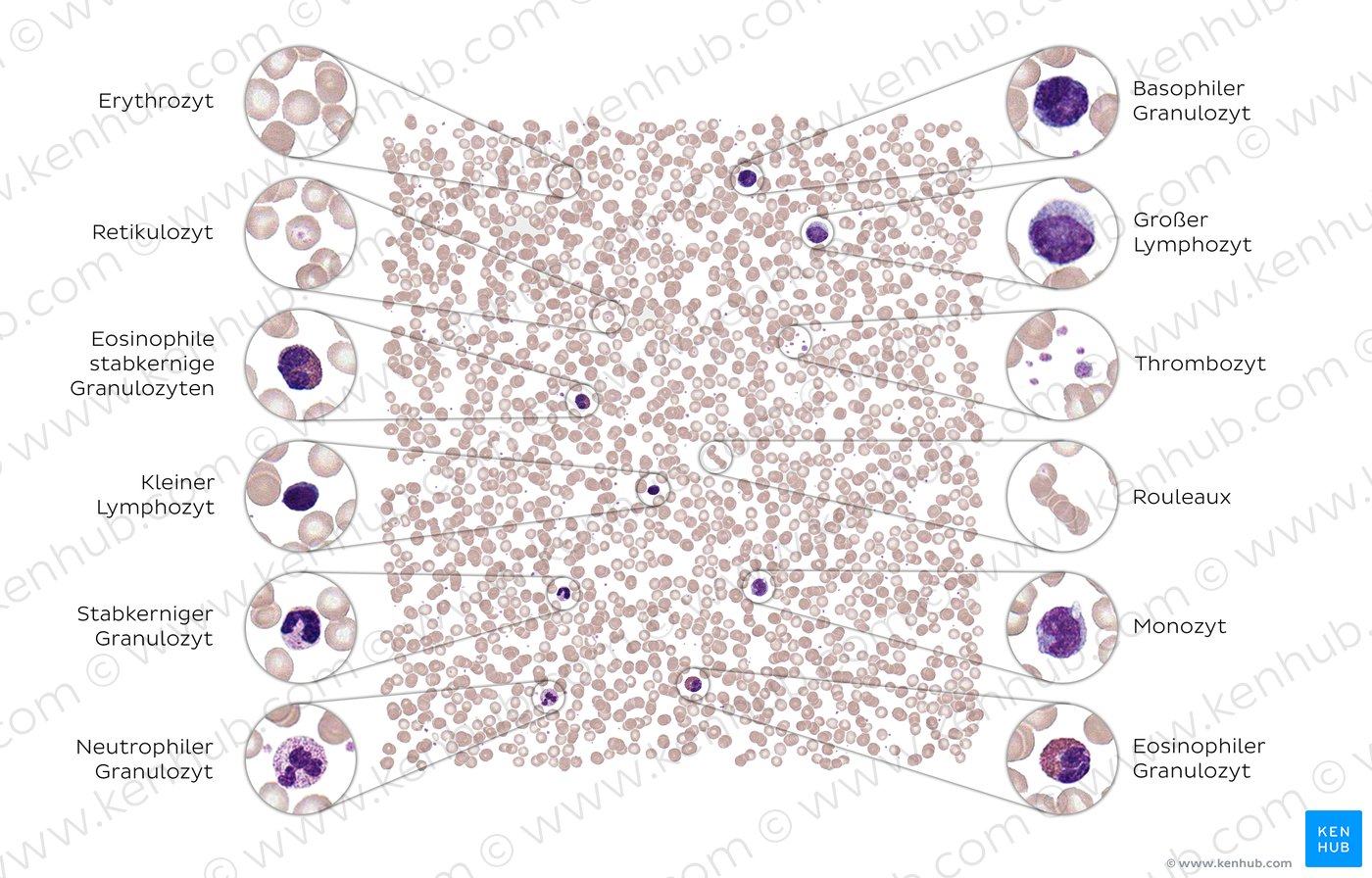 Knochenmark: Vorkommen, Histologie, Blutbildung | Kenhub