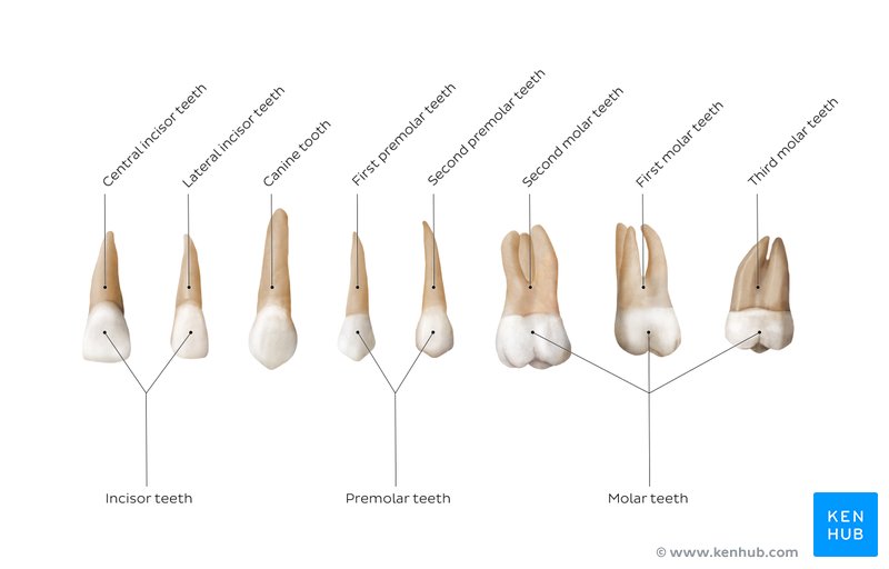 Teeth diagrams and tooth identification quizzes | Kenhub