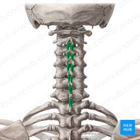 Interspinales: Origin, insertion, innervation and action | Kenhub