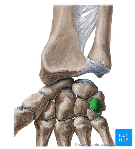 Os pisiforme (Erbsenbein) - Anatomie und Klinik | Kenhub