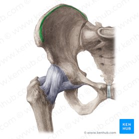 Iliac crest: location, anatomy and fuction | Kenhub