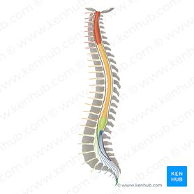 Coccyx: Anatomical structure and function | Kenhub