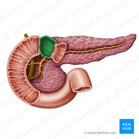Duodenum: Anatomy, histology, composition, functions | Kenhub