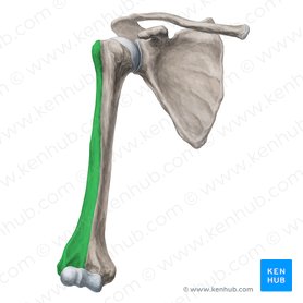 Humerus: Anatomy and clinical notes | Kenhub