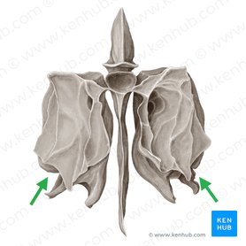 Seios Paranasais: Anatomia, Funções e Clínica | Kenhub