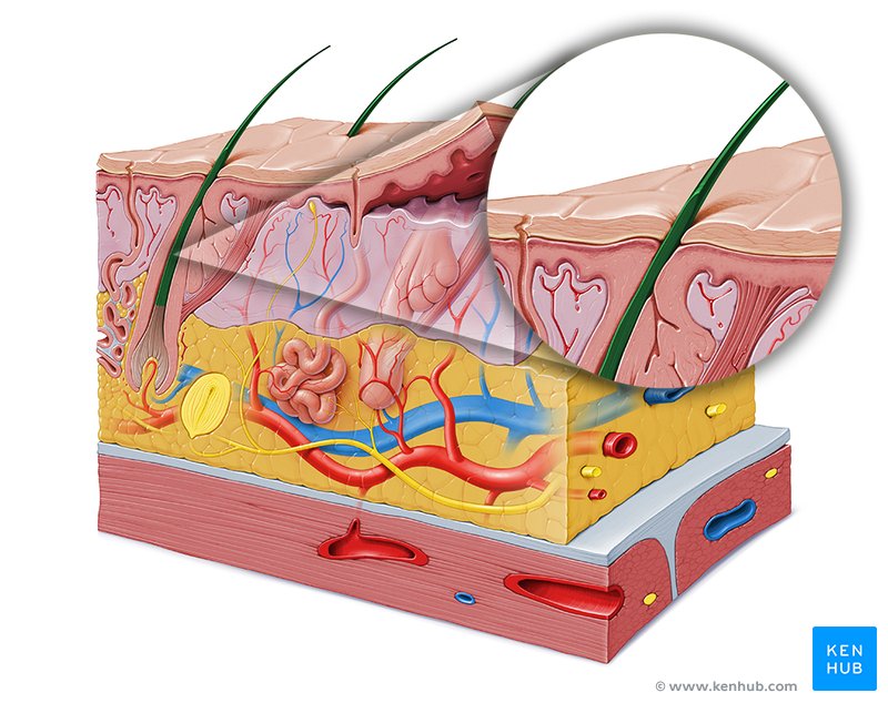 Tallo del pelo: Histología y función | Kenhub