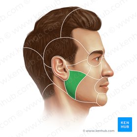 Human Face Anatomy Structure And Function Kenhub
