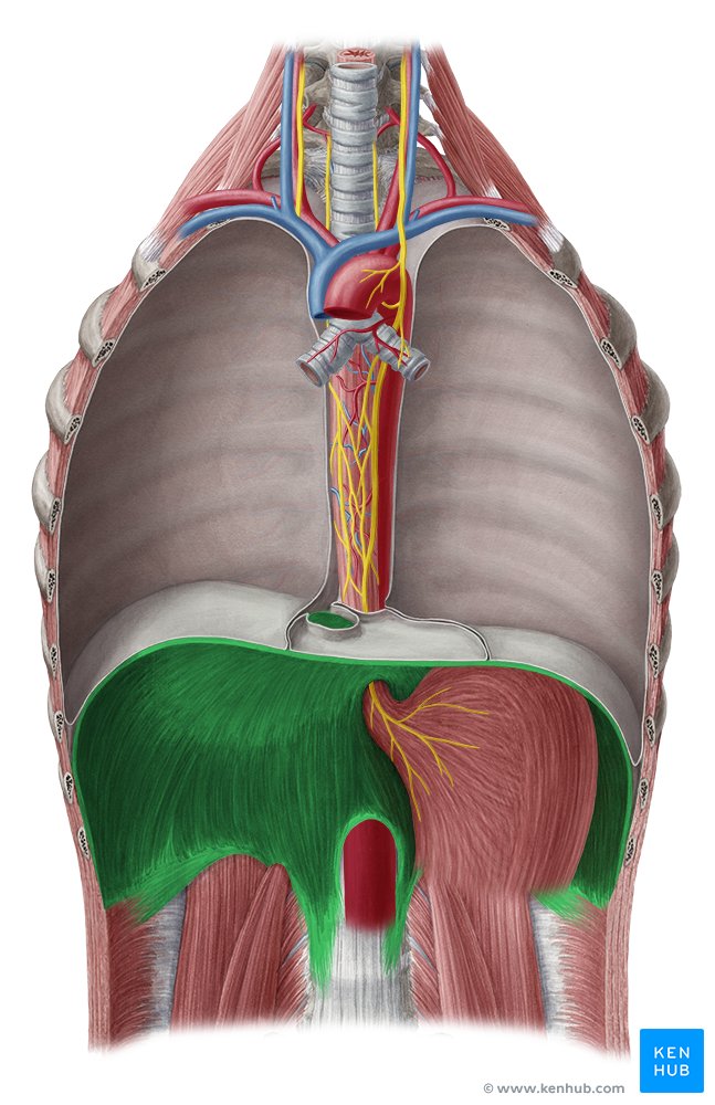 Diaphragme : Localisation, anatomie, innervation, rôle | Kenhub