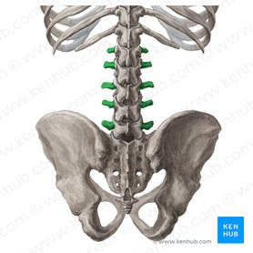 Musculus transversus abdominis - Anatomie & Funktion | Kenhub