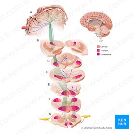 Spinal cord: Ascending and descending tracts | Kenhub