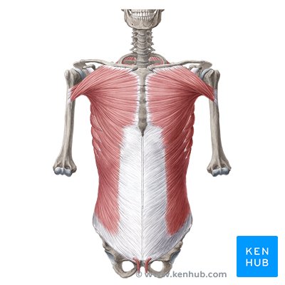 Músculos del tronco: Anatomía, diagramas, imágenes | Kenhub
