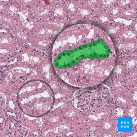 Riñón: Estructura del riñón y nefrona, funciones | Kenhub