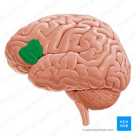 Frontal lobe: Anatomy, function and clinical relations | Kenhub