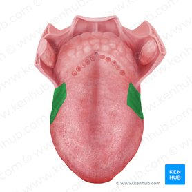 Foliate papillae: anatomy, location and function | Kenhub