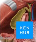 Bile duct: anatomy, pathway and function | Kenhub
