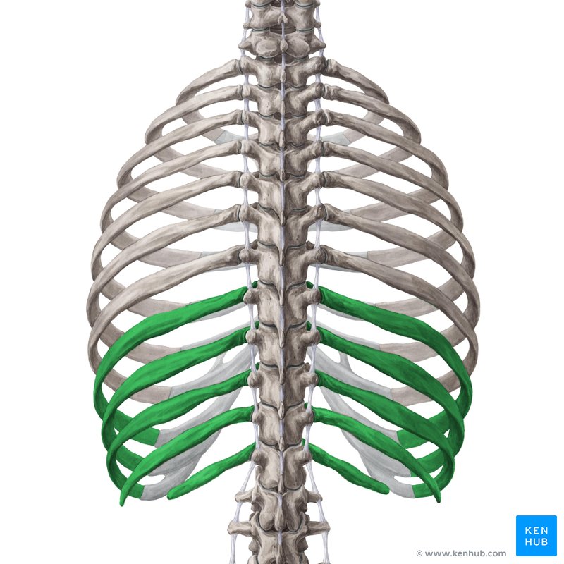 Anatomía De Las Costillas Flotantes Tarea De Anatomia #5 Costillas
