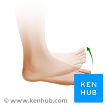 Dorsiflexion of foot: Anatomy and function | Kenhub