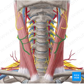 Transverse cervical nerve: Origin, course and function | Kenhub