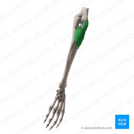 Pronation and supination: Anatomy, definition, images | Kenhub