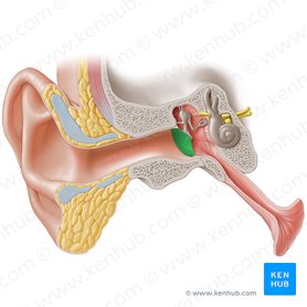 Tympanic membrane: anatomy, structure and function. | Kenhub