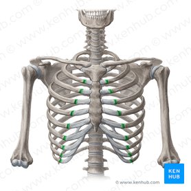 Costochondral joint (junction): Anatomy, function | Kenhub