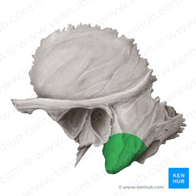 Temporal bone: Anatomy, parts, sutures and foramina | Kenhub