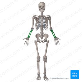 Regions of the upper limb: Anatomy | Kenhub
