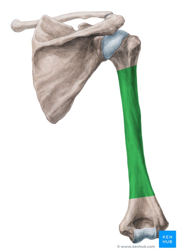 Humérus : Anatomie et relations cliniques | Kenhub