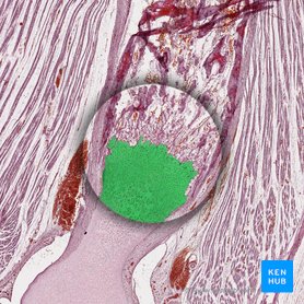 Bone: Histology, constituents and types | Kenhub