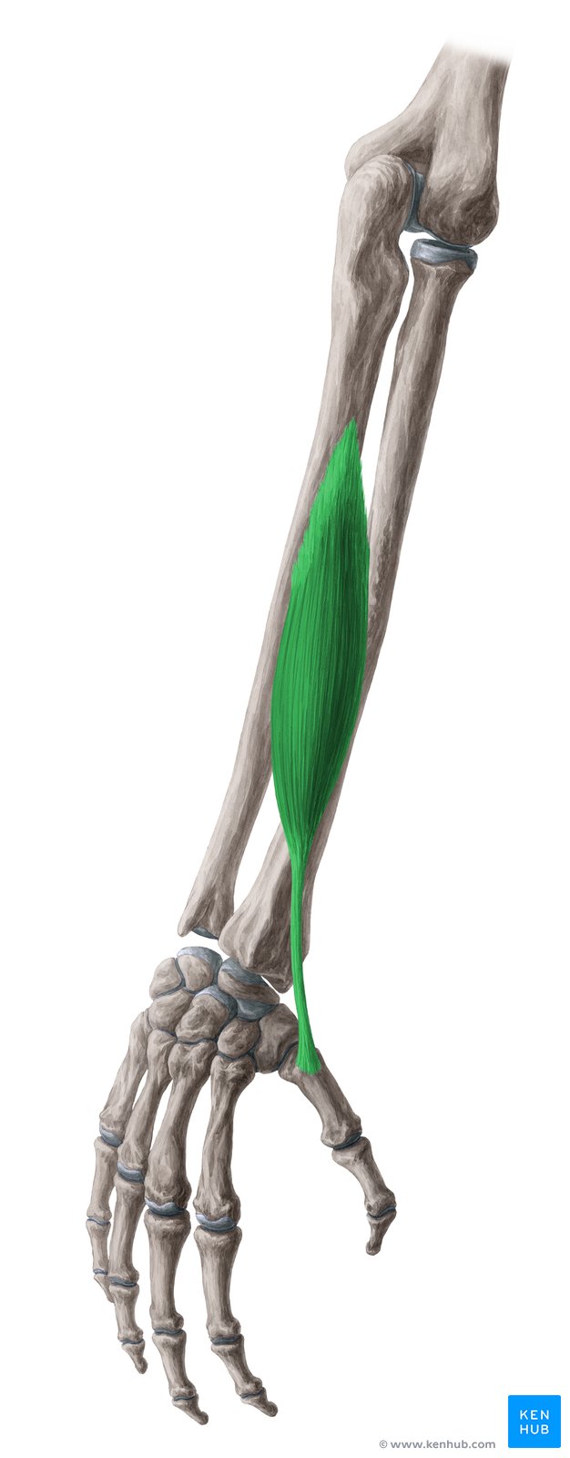 Musculus abductor pollicis longus - Anatomie & Funktion | Kenhub
