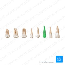 Canine tooth: anatomy, location and function | Kenhub