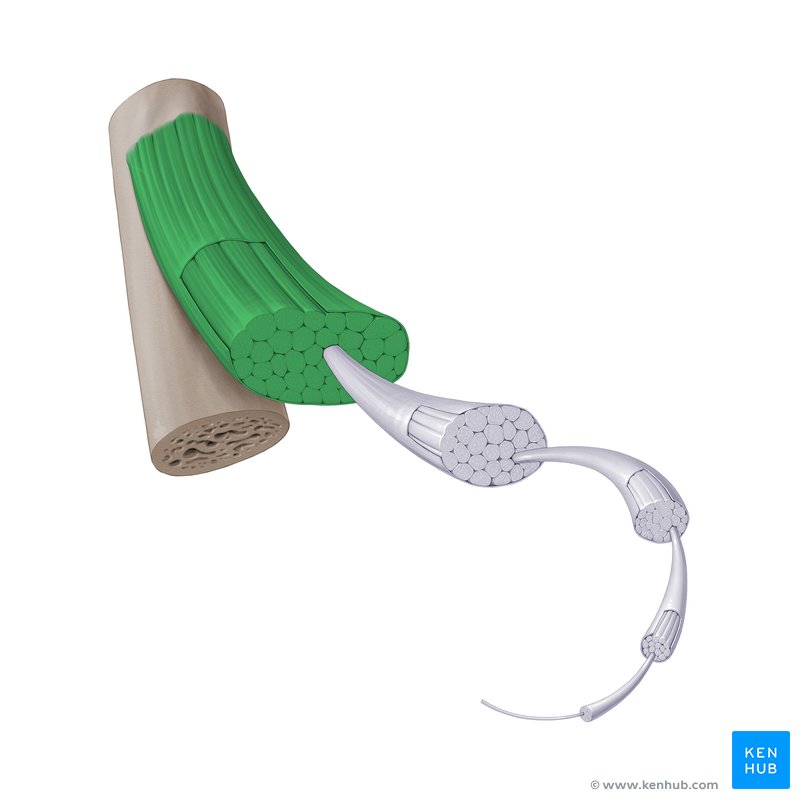 Sehnen: Anatomie, Aufbau, Funktion | Kenhub