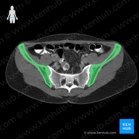 Ilium: anatomy and function | Kenhub