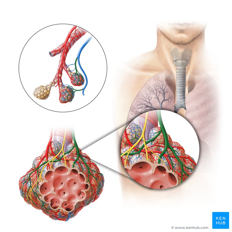 function of venules
