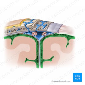 Subarachnoid space: Structure and function | Kenhub