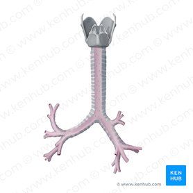 Nervus laryngeus recurrens - Anatomie, Verlauf & Klinik | Kenhub