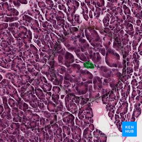 Pancreas histology: Exocrine & endocrine parts, function | Kenhub