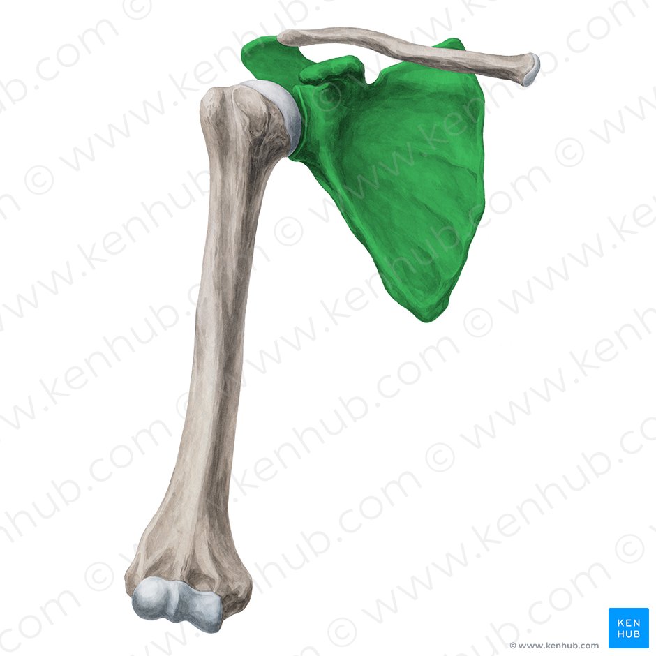 Nervus thoracicus longus - Anatomie und Klinik | Kenhub